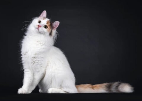 Anggora - Cat Breeds - Dokter Pet