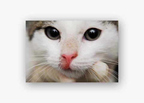 Kucing Gatal-gatal? Bisa Jadi Kucing Terkena Ringworm. Apa, Kenapa, dan ...