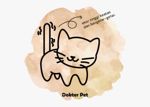 34 Bahasa Tubuh Kucing yang Perlu Kamu Tahu - Dokter Pet