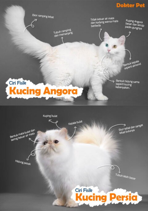Jarang yang Paham! Ini lho 12 Perbedaan Kucing Anggora dan Persia - Dokter Pet