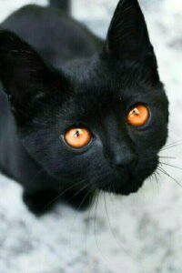 Warna mata kucing: 10 Jenis yang menawan di mata dan hati
