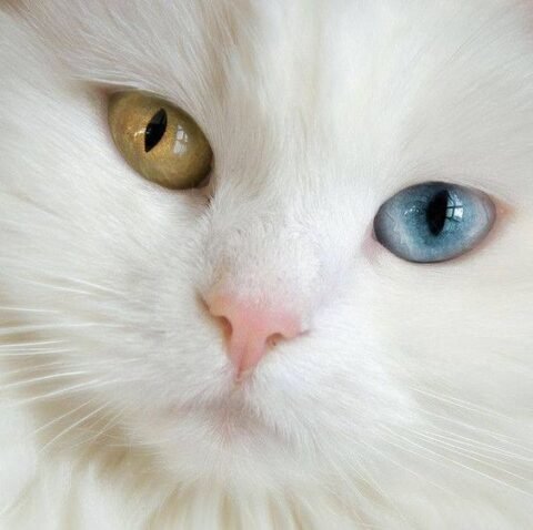 Warna mata kucing: 10 Jenis yang menawan di mata dan hati